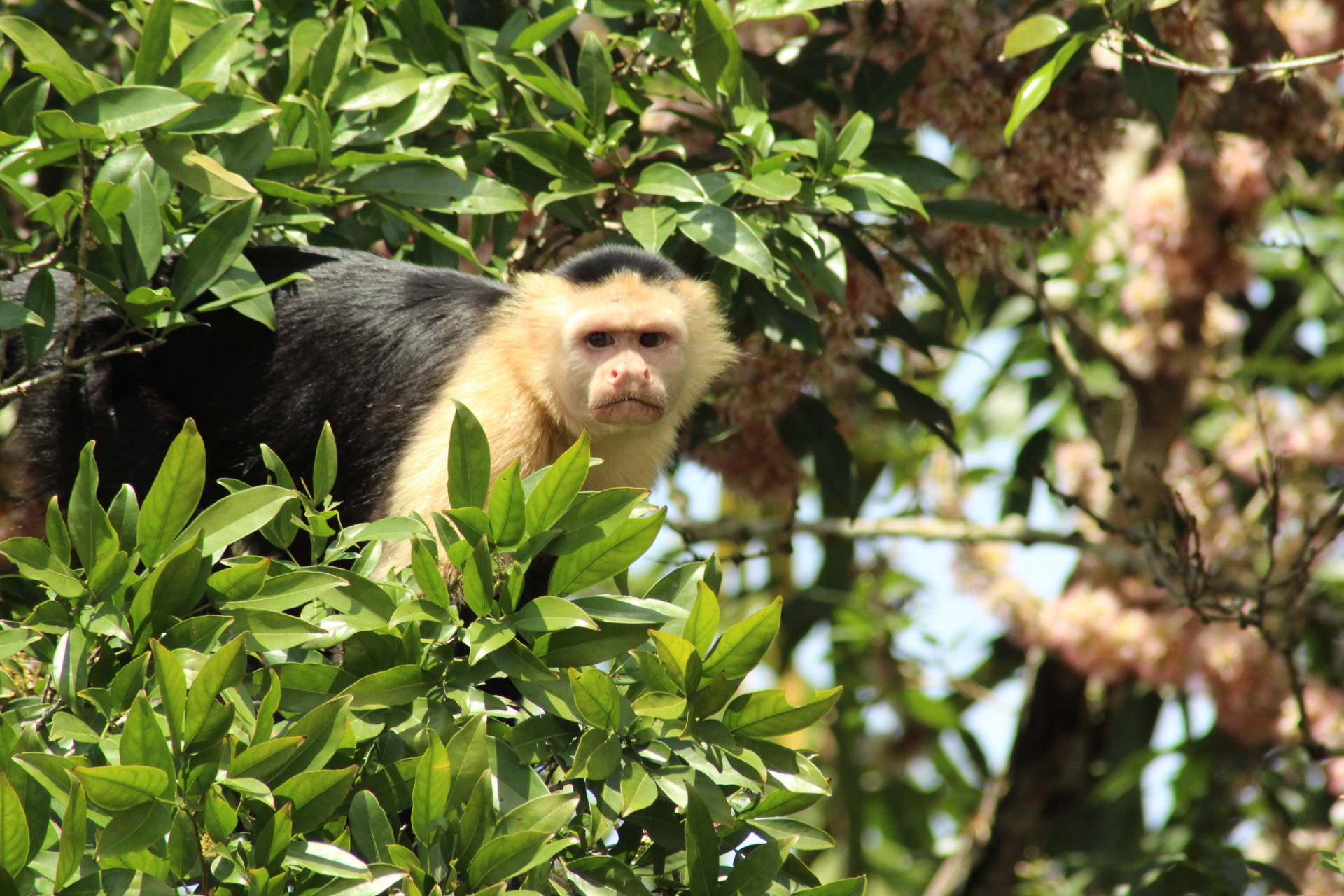 Global Wildlife Rescue Project – Looking after wildlife across the world