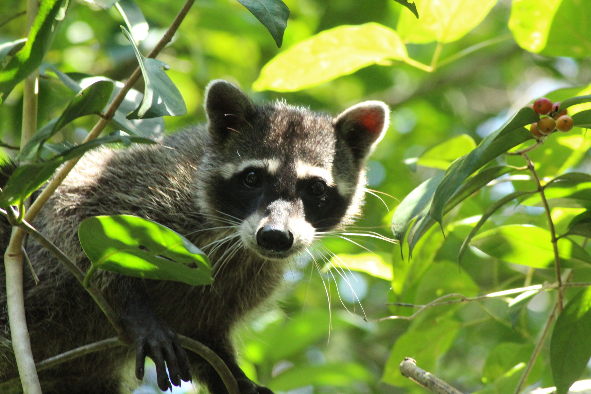 Global Wildlife Rescue Project – Looking after wildlife across the world