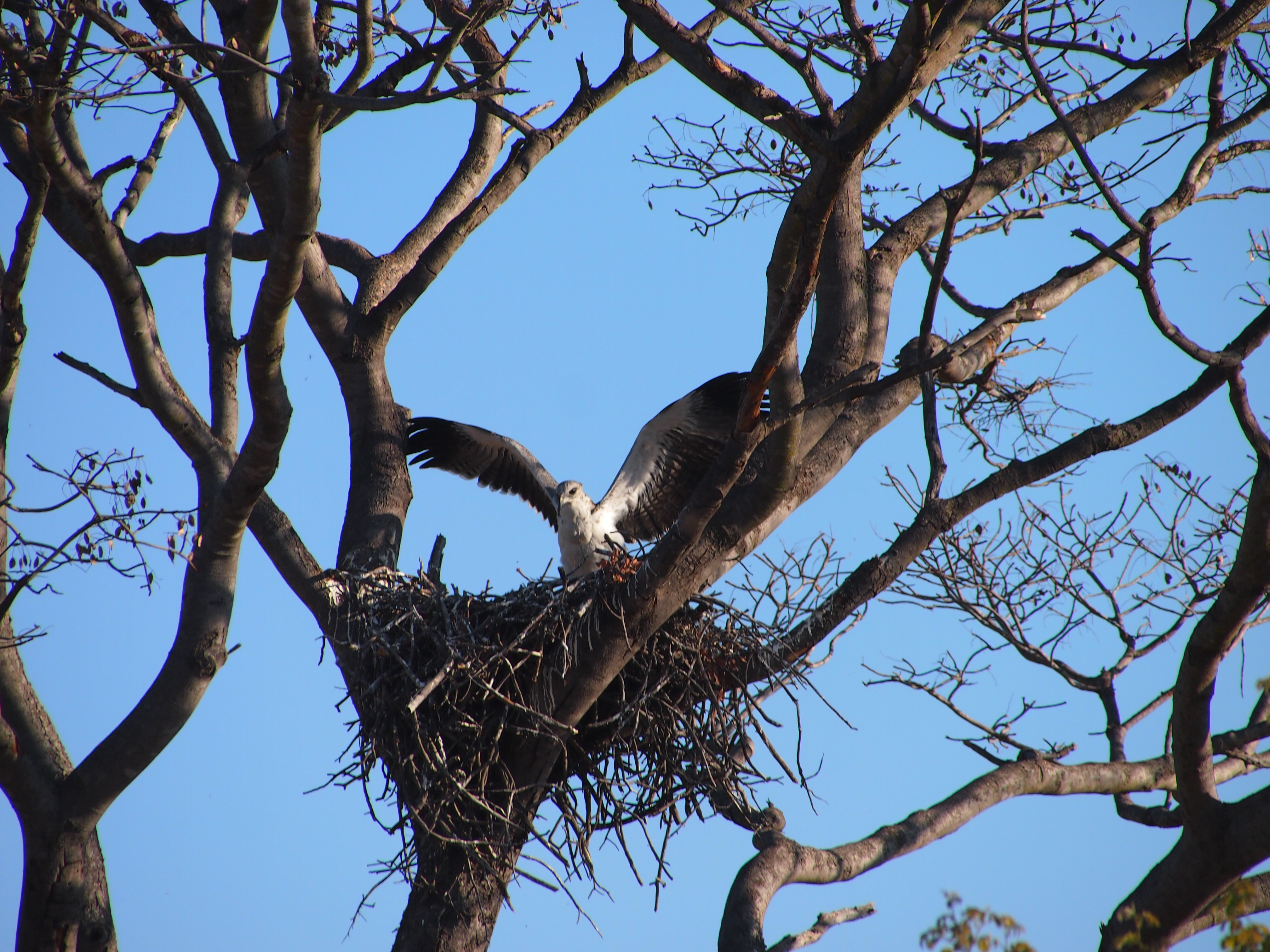 Global Wildlife Rescue Project – Looking after wildlife across the world