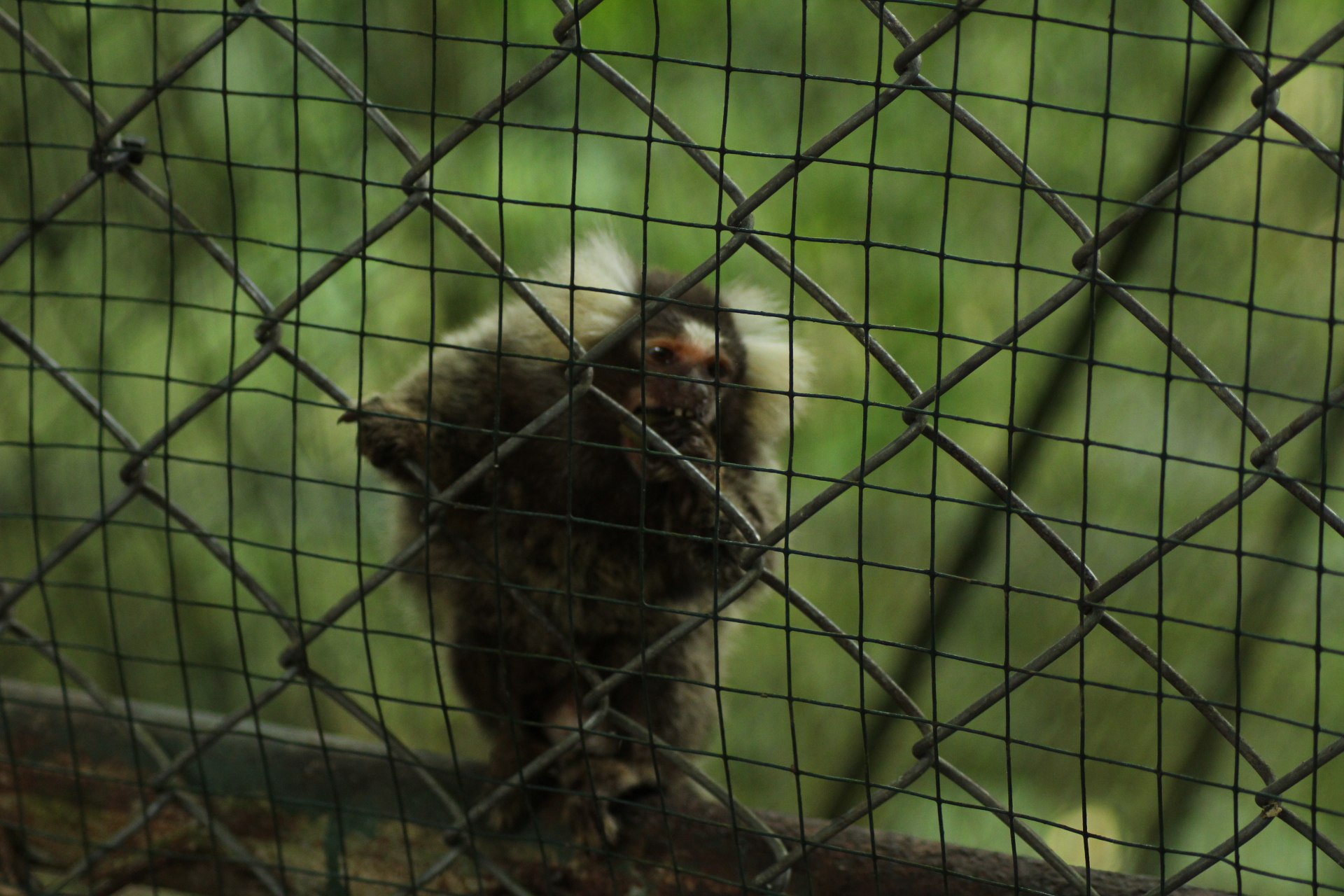 Kids Saving the Rainforest – Global Wildlife Rescue Project